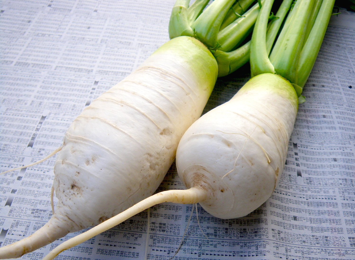 辛味大根の嬉しい効果とは？辛味の秘密や美味しく食べるポイントも解説 | しもじょうWEBポータル